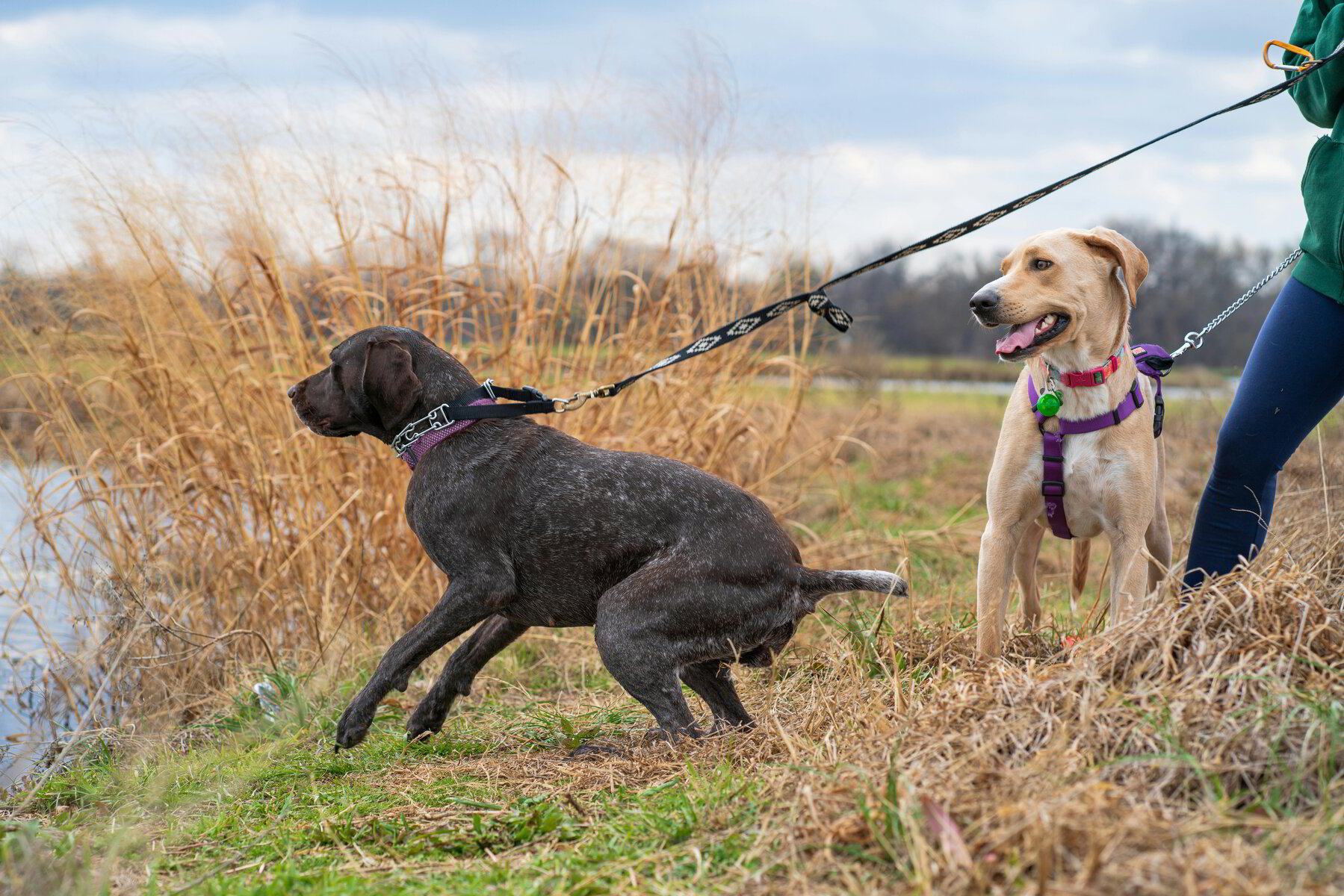 Overcoming Leash Pulling Issues with Consistent Reinforcement Training ...
