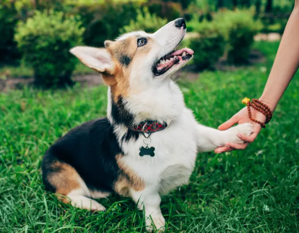 A list of everyone who is taking part in the Woof Wag Festival