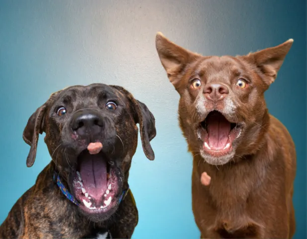 A list of everyone who is taking part in the Woof Wag Festival