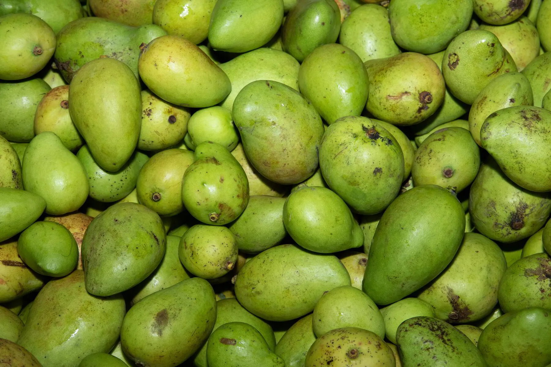 NWC Fiji | Diverse Commodity Exports - Papaya, Eggplant, Breadfruit ...