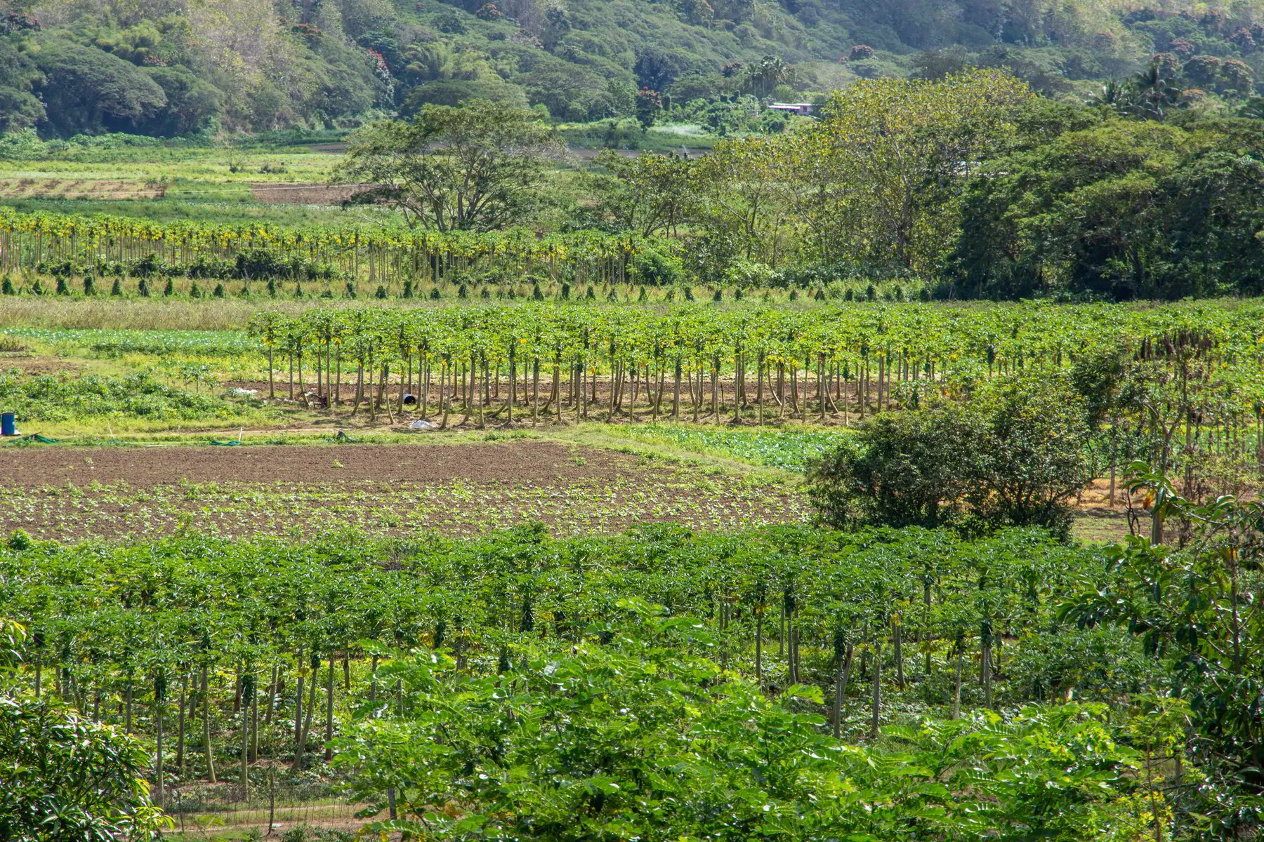 NWC Fiji | Comprehensive Agricultural Support from Farm to Export