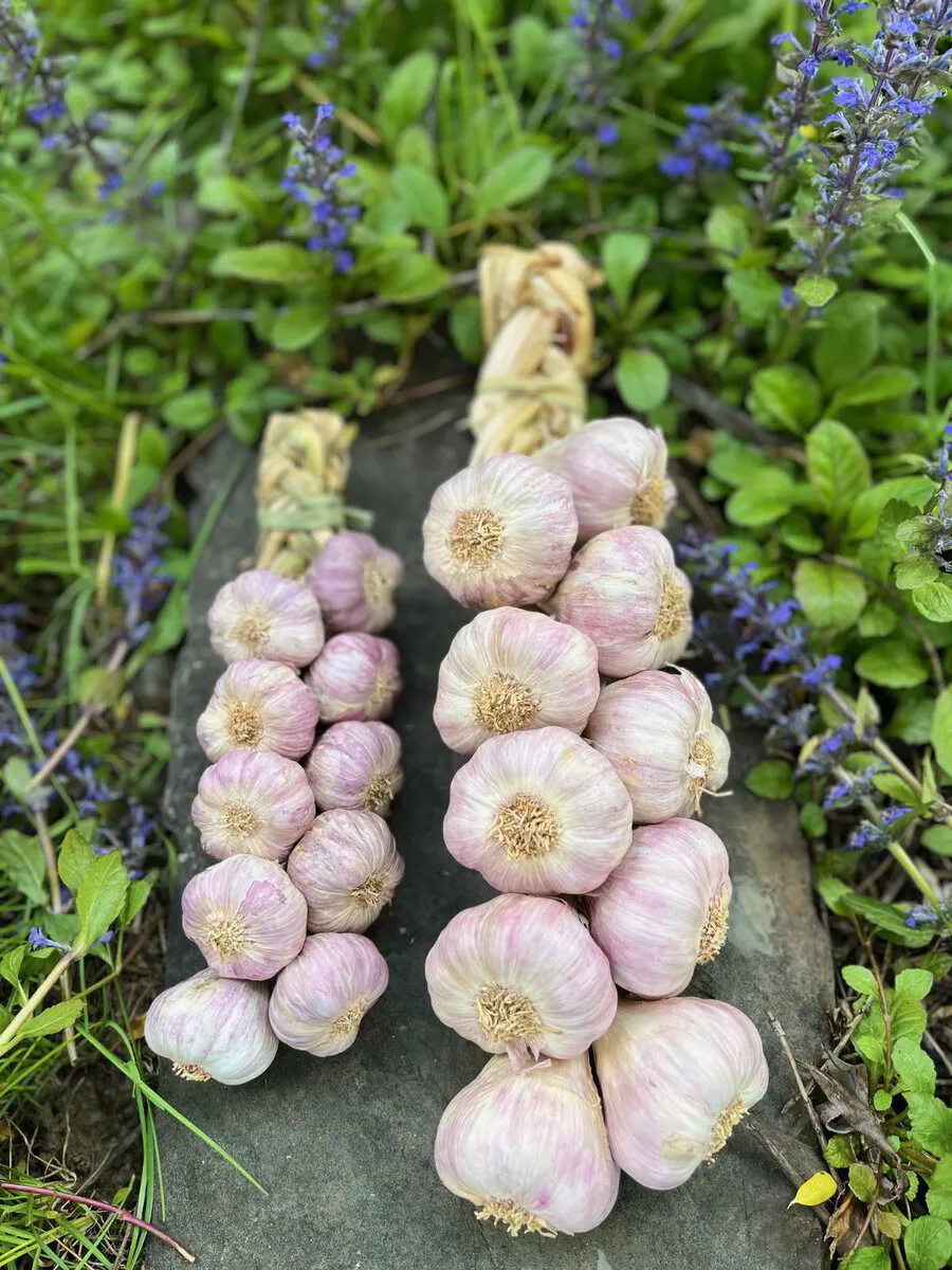 GarlicBraids.com | Wake up and smell the garlic!
