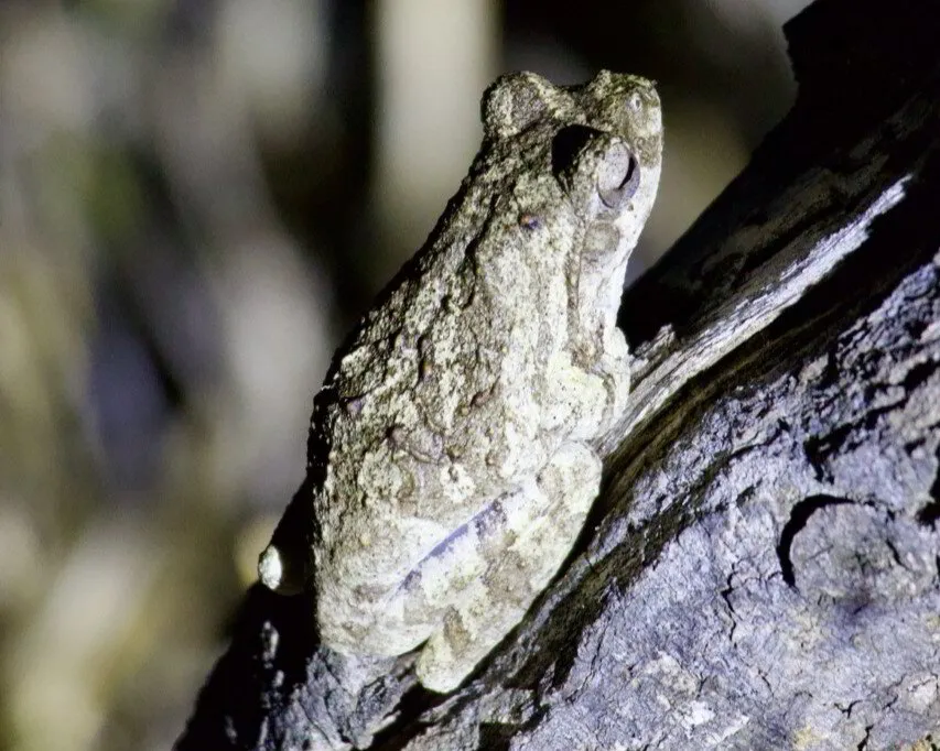 The Grey Foam-Nest Tree Frog | A Safari Encounter in the Greater Kruger