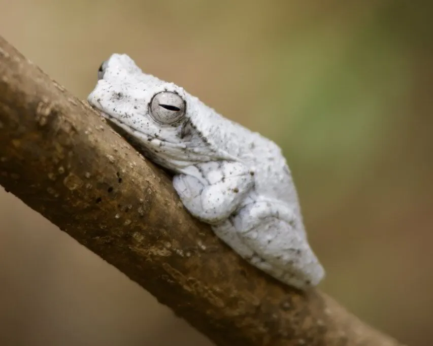 The Grey Foam-Nest Tree Frog | A Safari Encounter in the Greater Kruger