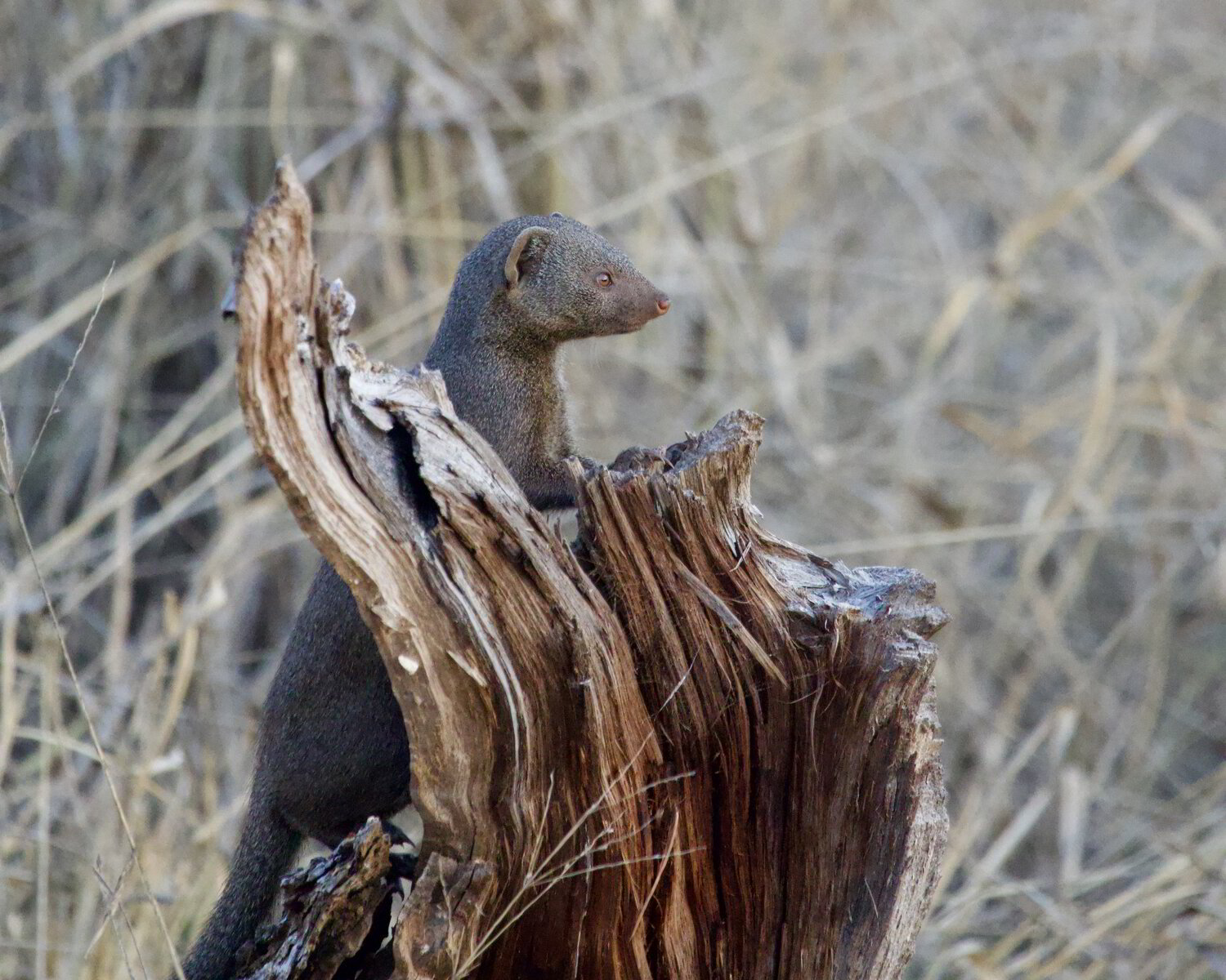 Africa's smallest carnivore | On foot in the African Bush Part V