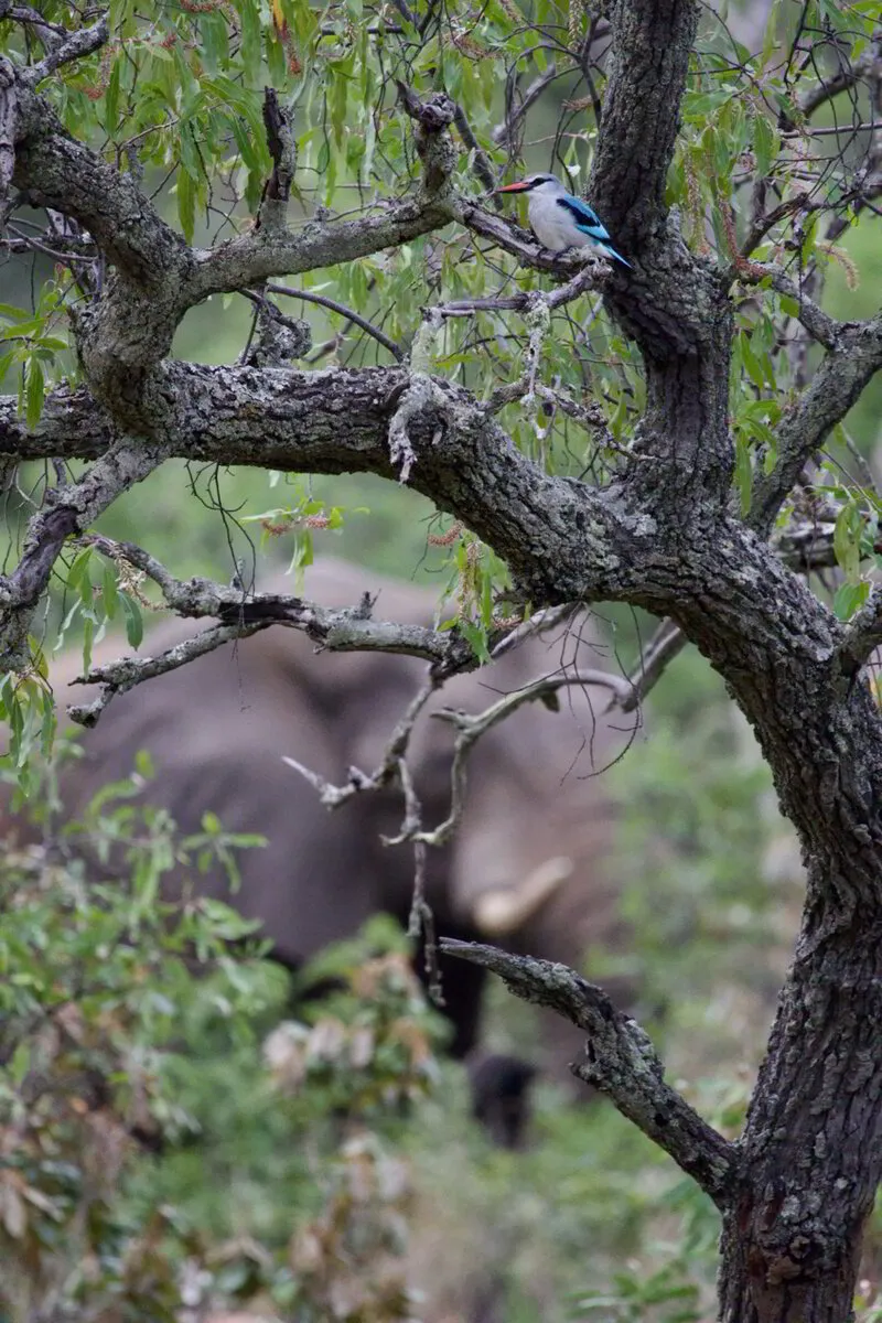 A Beginner’s Guide to Walking Safaris | In South Africa