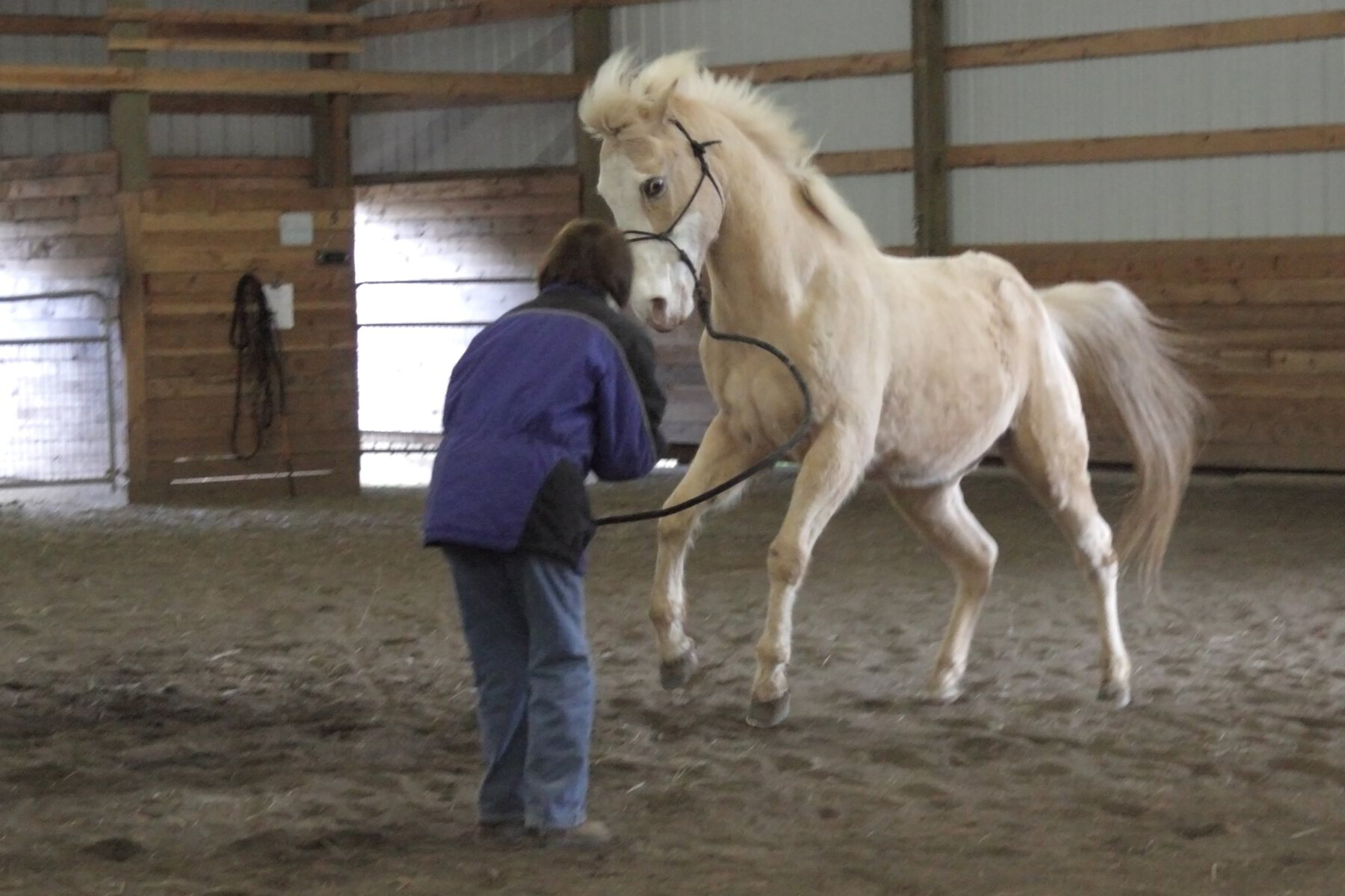 DIY Horse Training Videos For all Disciplines | Holistic Horse Academy