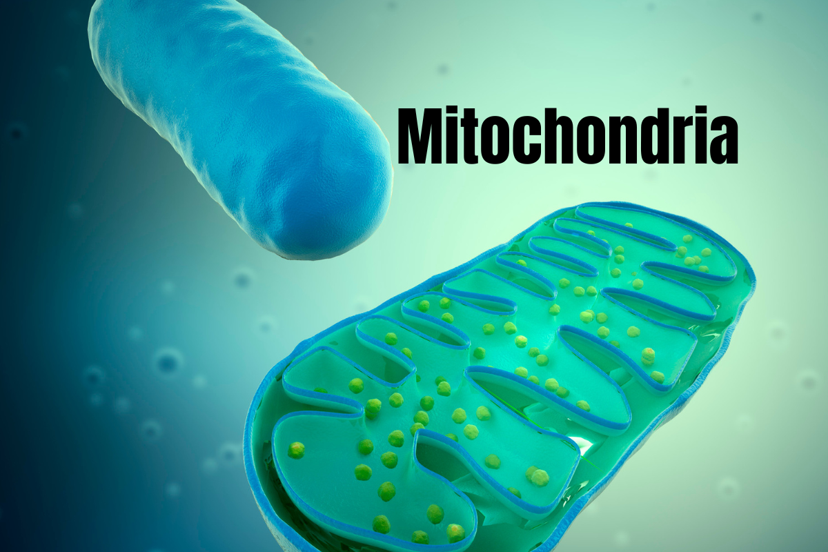 Mitochondrial optimization