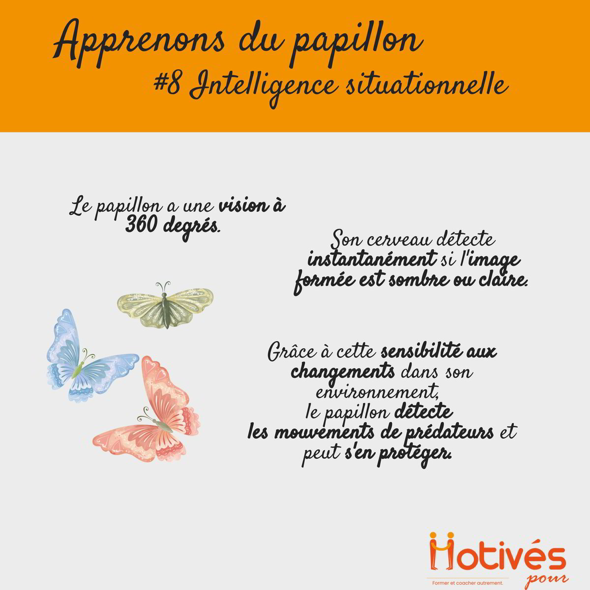 Série Apprenons du papillon #8 L’intelligence situationnelle du papillon