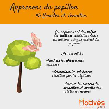 Série Apprendre du papillon #5 Écouter et s’écouter