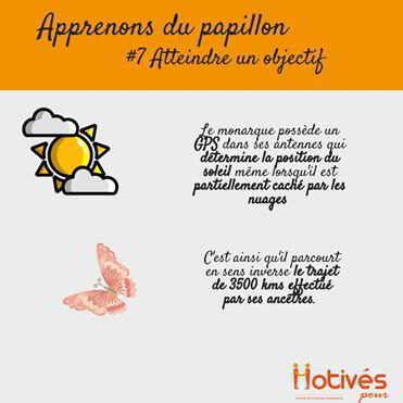 Série Apprenons du papillon #7 Atteindre un objectif