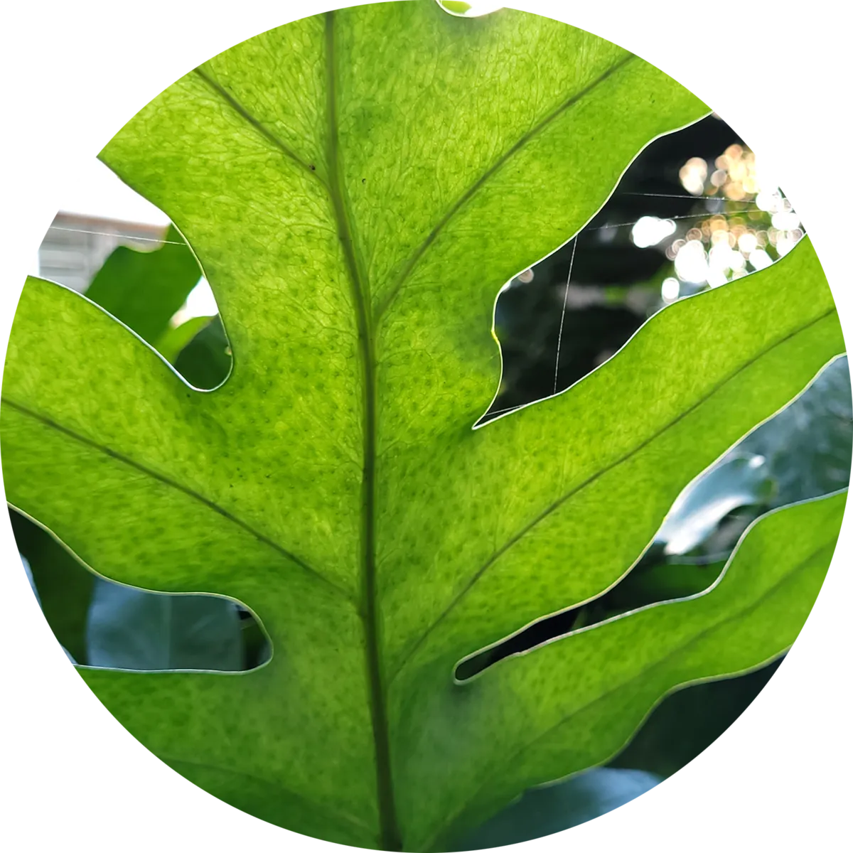 Home [abaarchitects.co.za]