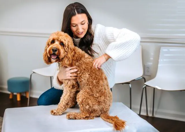 Animal Chiropractor Charlotte NC - Top Animal Chiropractic Care Animal Chiropractor Charlotte NC - Top Animal Chiropractic Care