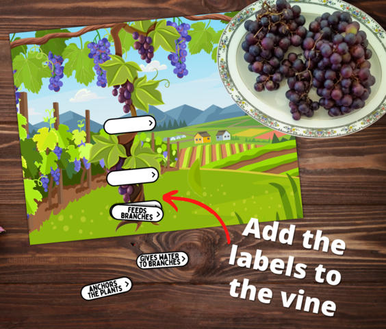 Parable of the Vine & the Branches Bible Lessons & Activities for Kids