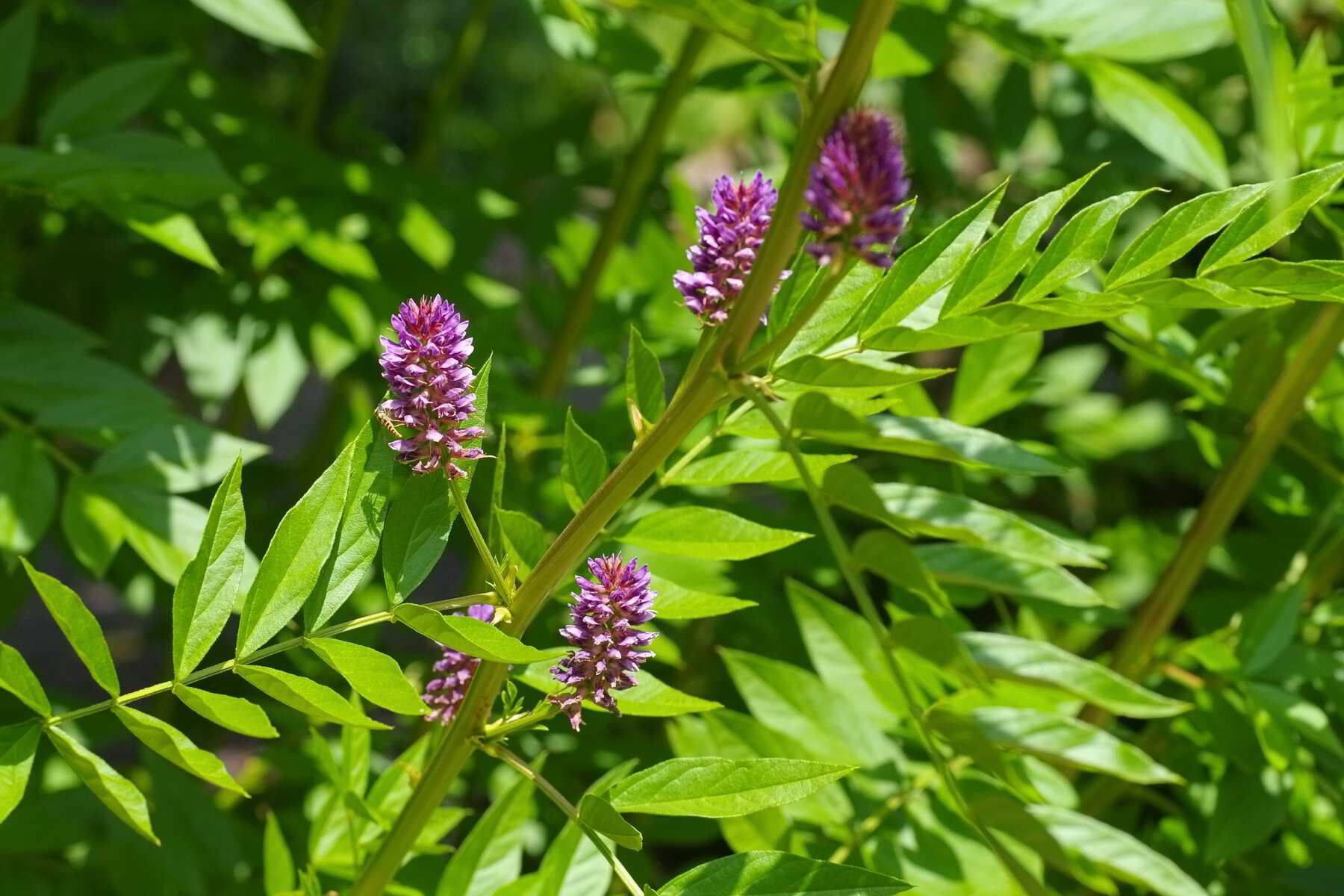 Is licorice (DGL) good for acid reflux?