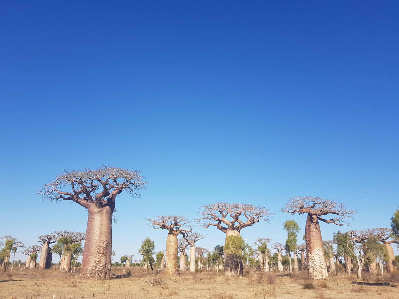 Madagascar's Baobabs: Majestic Wonders of Nature