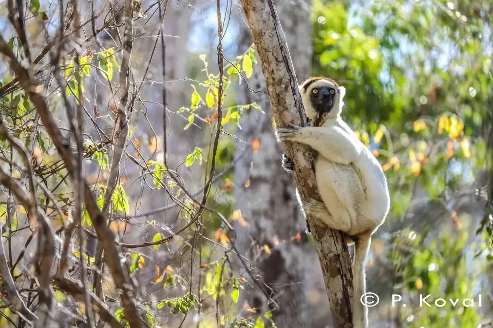Kirindy Reserve: Madagascar’s Hidden Gem for Wildlife Encounters