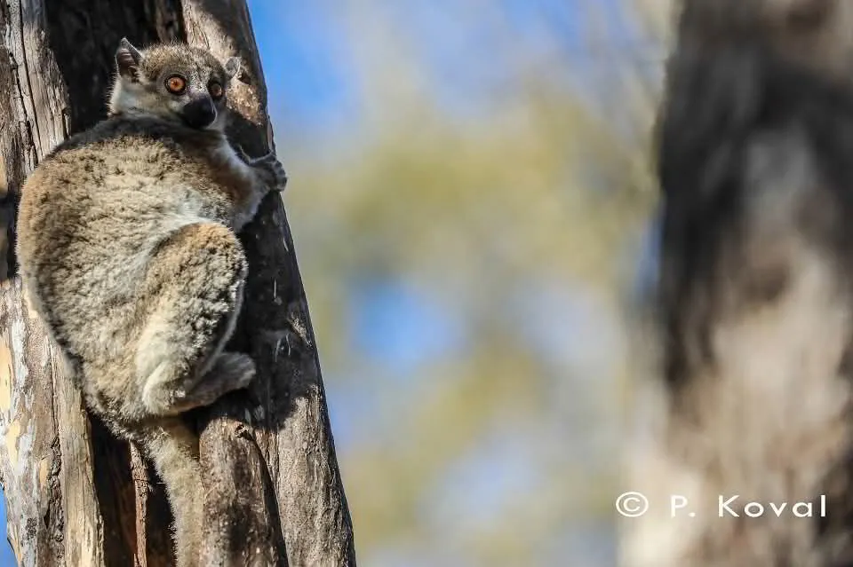 Kirindy Reserve: Madagascar’s Hidden Gem for Wildlife Encounters
