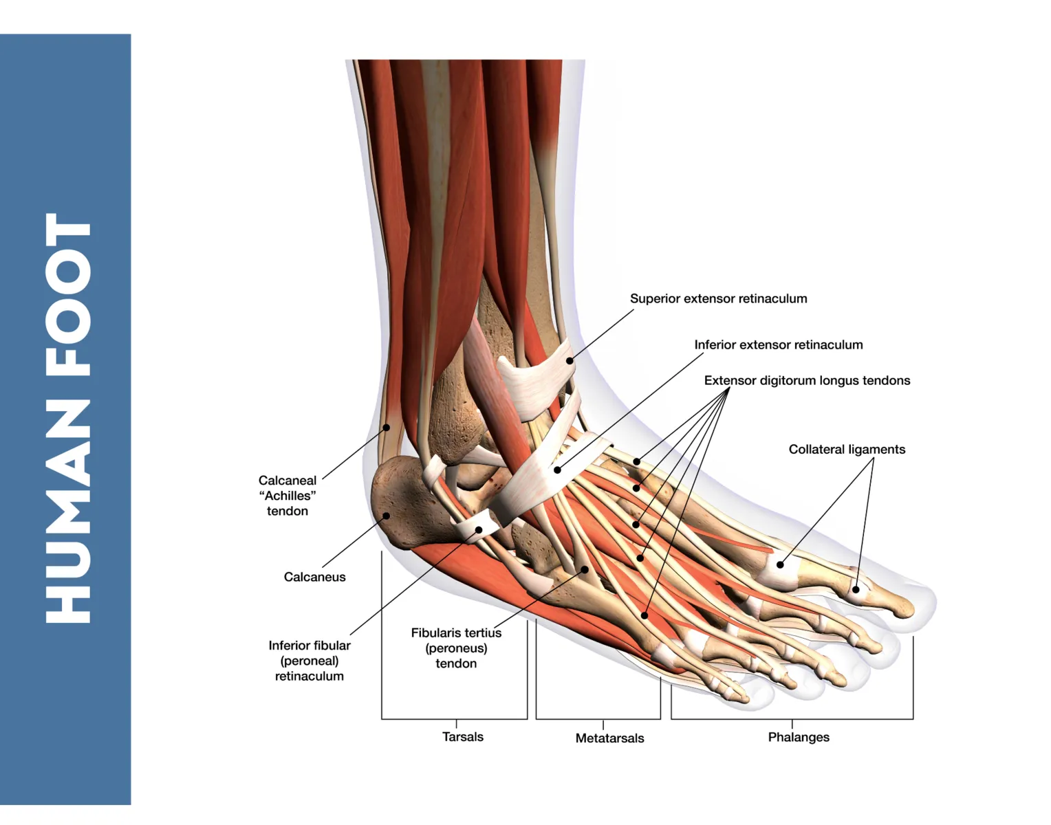 Plantar Fasciitis and Scar Tissue