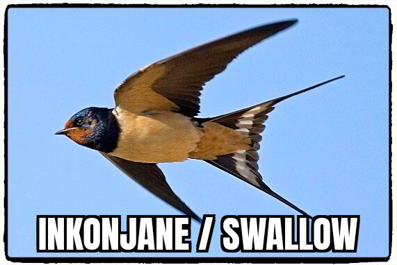 LIYOBUSWA IZINYONI ZEZULU / THE COUNTRY WILL BE RULED BY THE BIRDS OF ...