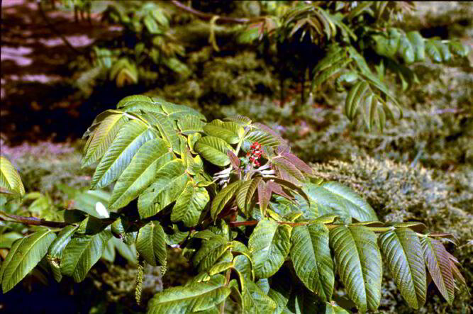 Heartnut Seedlings, bare root