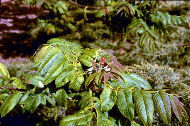 Heartnut Seedlings, bare root