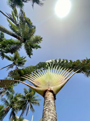 What is Palma del Viajero aka Traveller's Palm Tree?