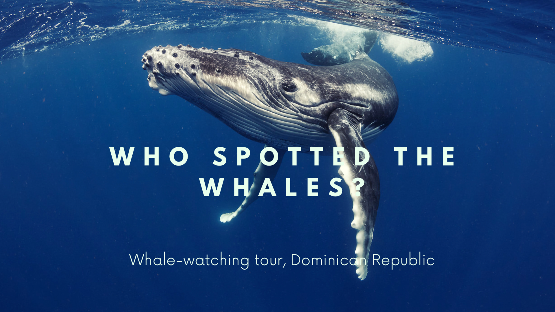 Who Spotted the Whales?