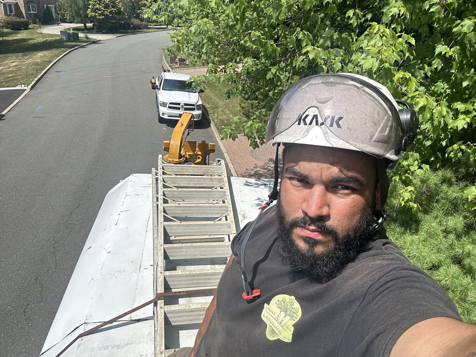 Top Tree Services in New Jersey | Gallery of Tree Care Projects