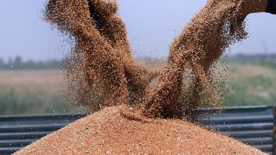World glut of wheat hits home with cancelled 1m/t Chinese order
