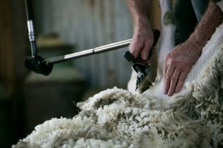 Demand and prices forecast to rise for wool
