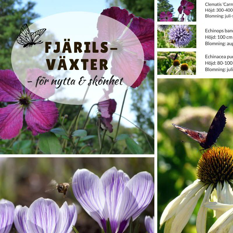 Färdig Rabatt: växtplan med perenner och blommor för pollinatörer