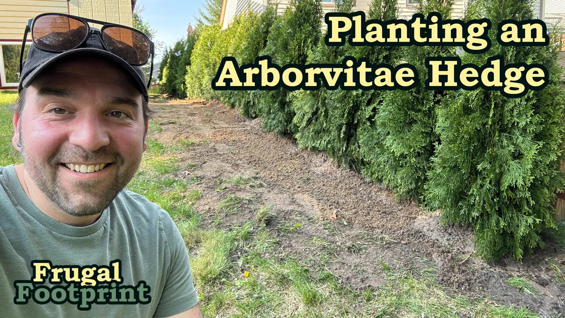 Planting an Arborvitae Hedge