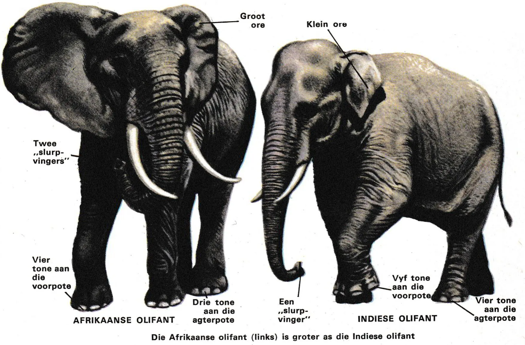 Olifante en die Addo-Olifantpark