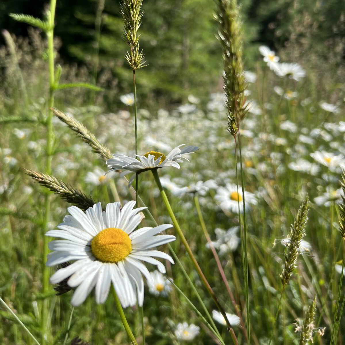 Alleviating Sciatica Pain With Massage Therapy