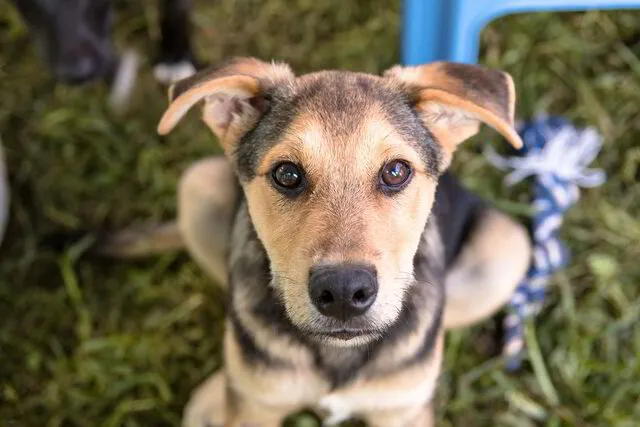 The Next Linden Market at The Botanicel Gardens in Johannesburg