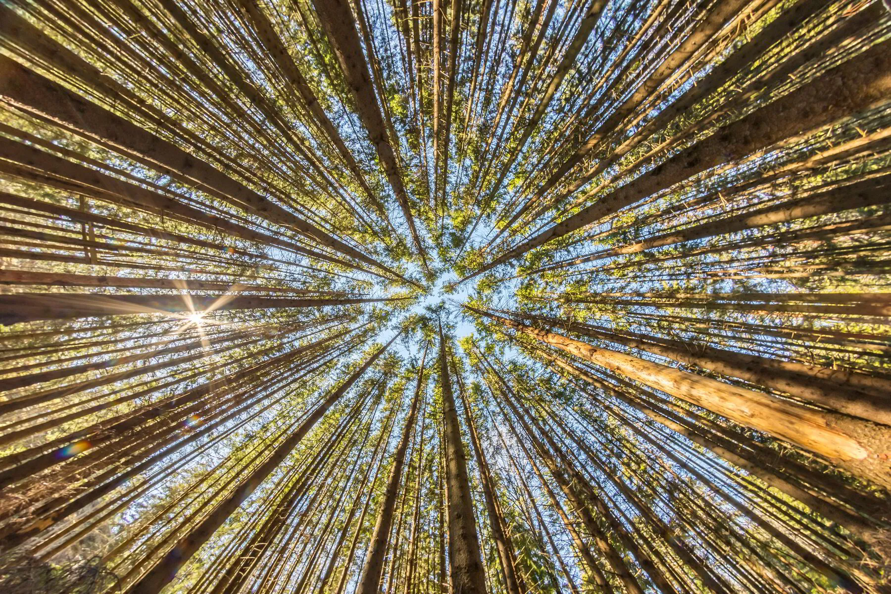 What Is an ALTA/NSPS Land Title Survey? A Complete Guide