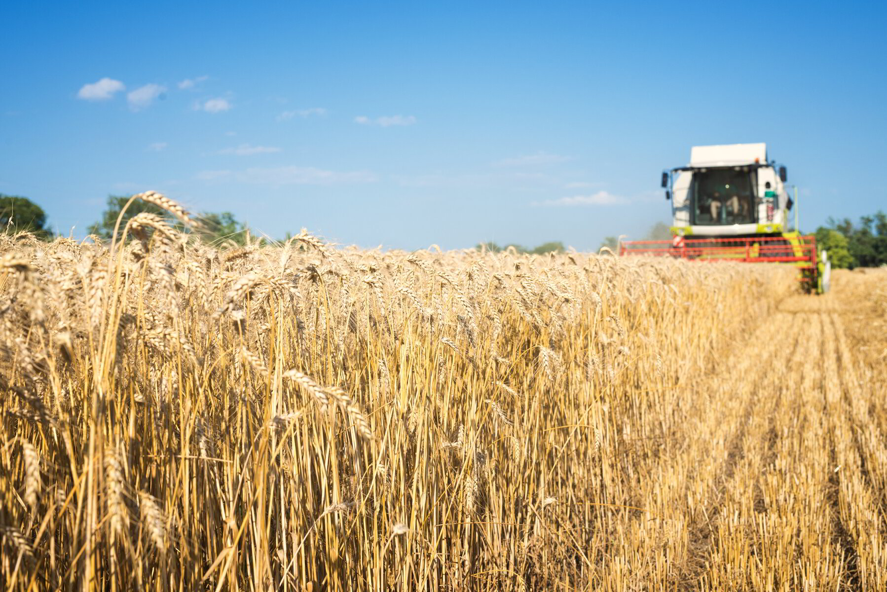 Harvest Begins on Sunday