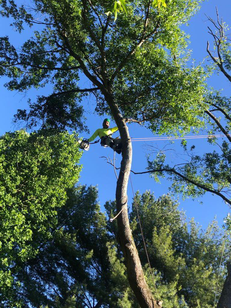 Alpha tree Professionals