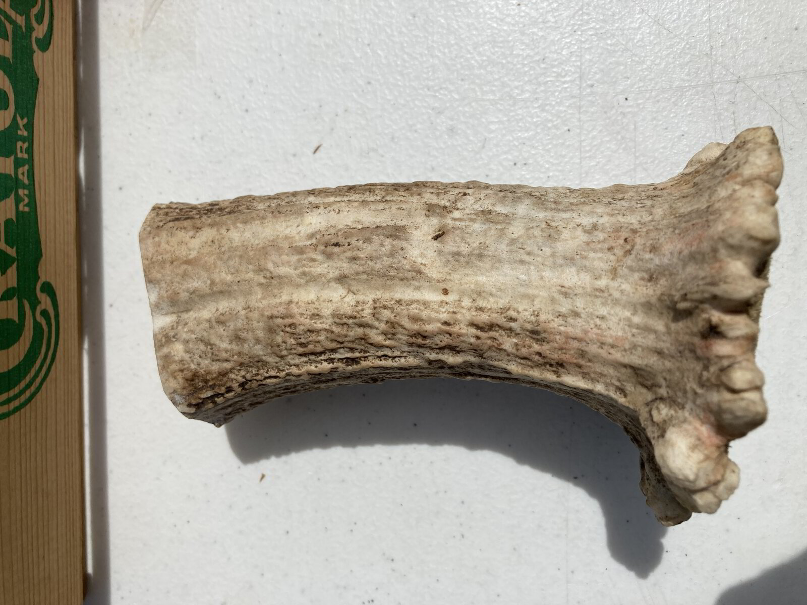 Are Antler Bones Safe For Dogs