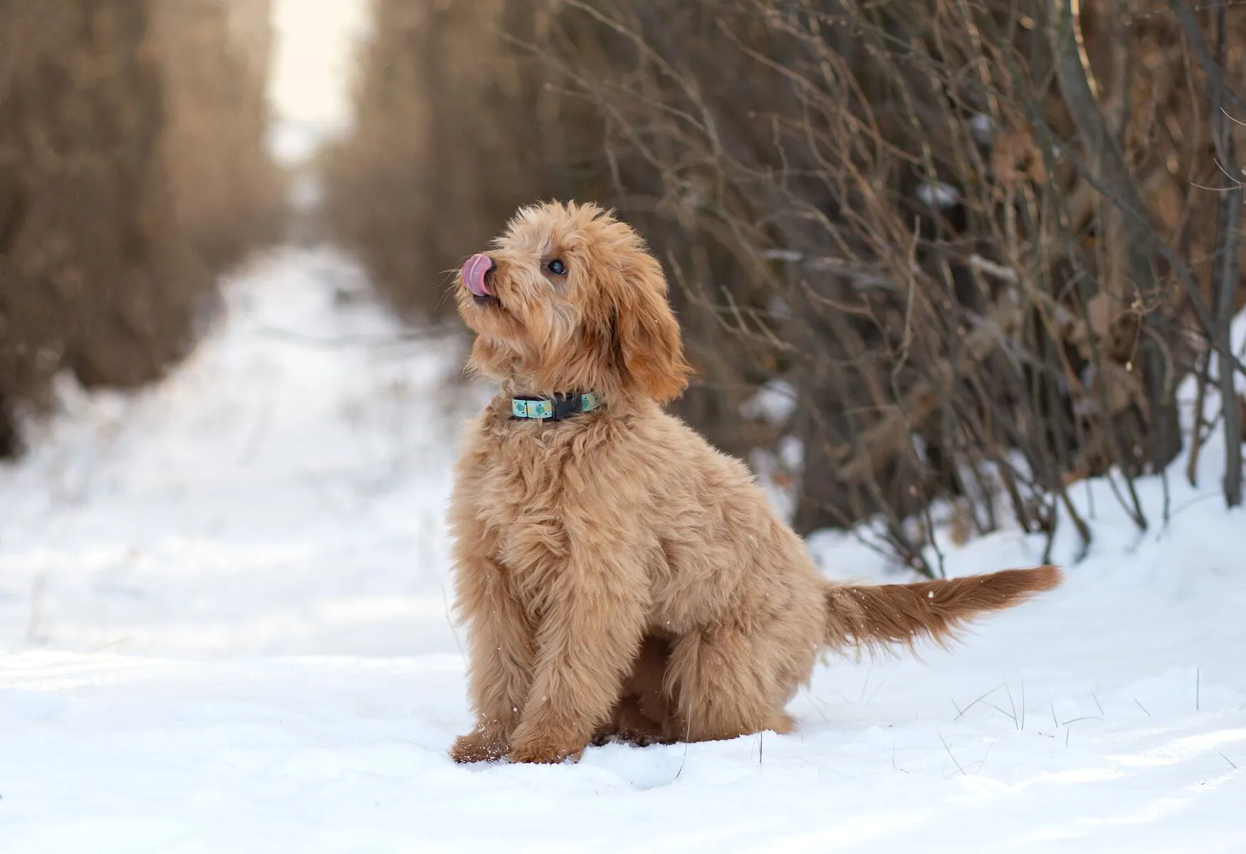 About Doodles in the Ruff