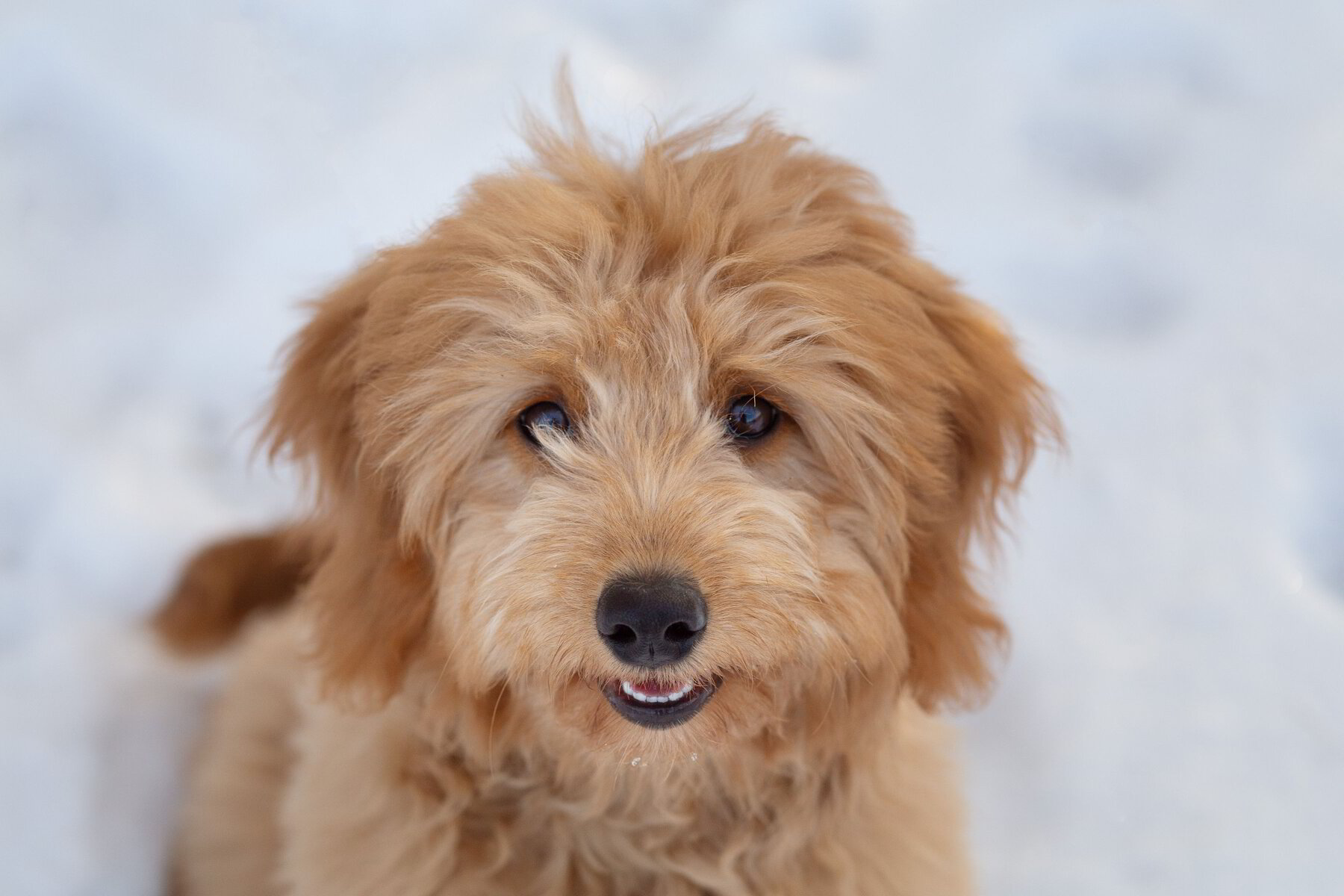About Doodles in the Ruff