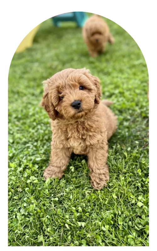 Doodles in the Ruff