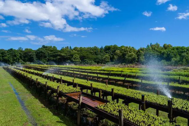 Gallery: Explore Fiji's Pine Forests & Our Work | Fiji Pine Limited