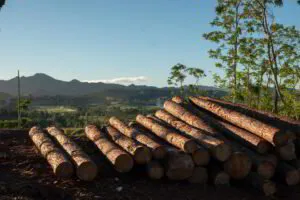 Environmental Protection & Research | Fiji Pine Limited