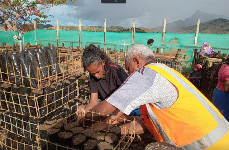 Planting the Seeds of Success: Fiji Pine Exceeds Annual Restocking Target!