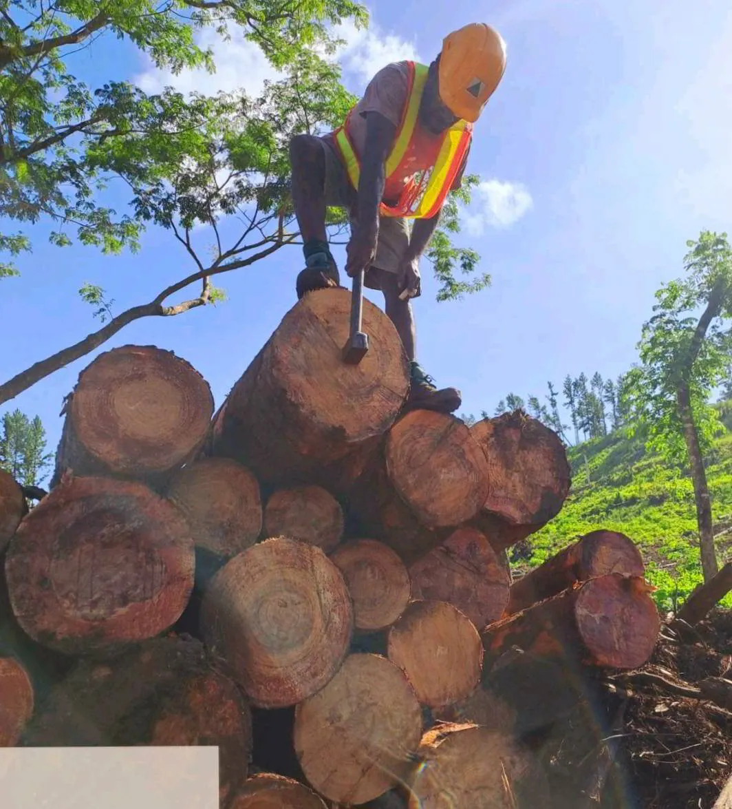 Fiji Pine Welcomes National Budget Support for Sustainable Forestry Growth