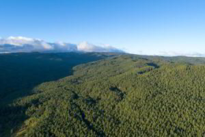About Fiji Pine Limited - Sustainable Forestry in Fiji
