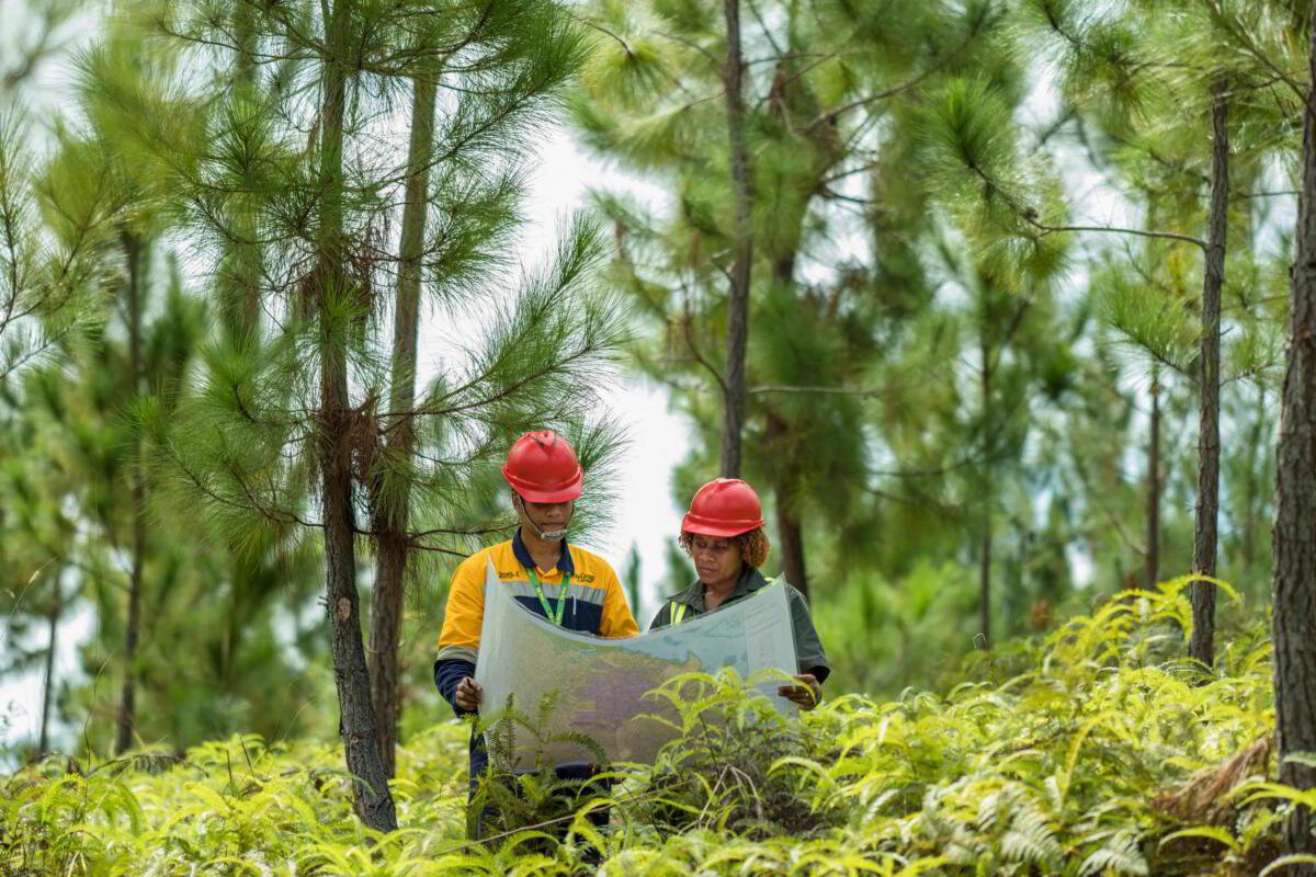 Careers at Fiji Pine Limited | Forestry Jobs in Fiji