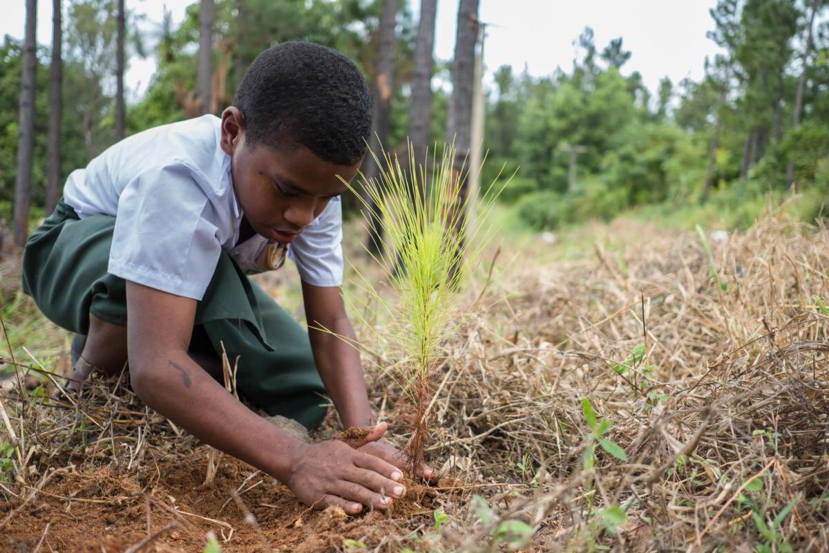 Landowner Benefits & Partnerships | Fiji Pine Limited